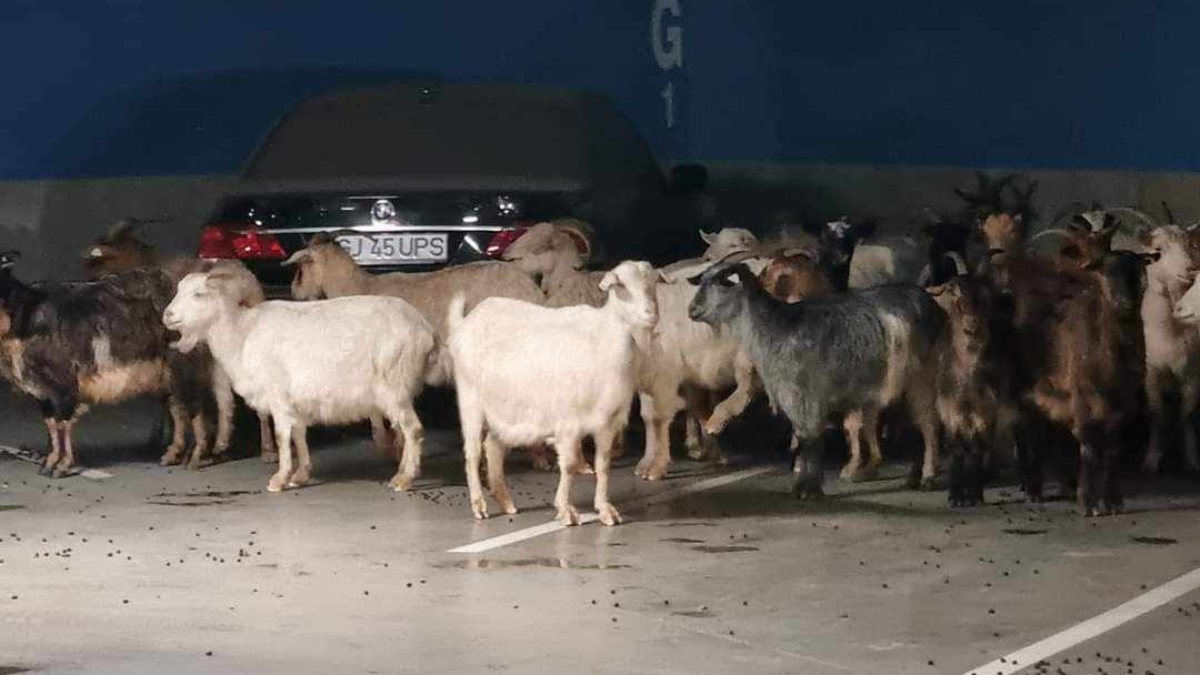 (video) Imagini virale dintr-un mall din România. O turmă de capre a ...